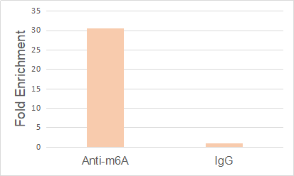 m6A MeRIP试剂盒_海禾西生物